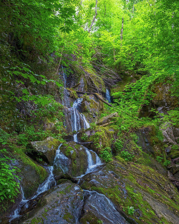 48 Hours in the Smokies | Waterfall, Forest & Wildlife Photography ...